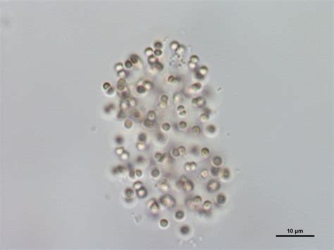 Eucapsis Aphanocapsoides · Naturalista Costa Rica