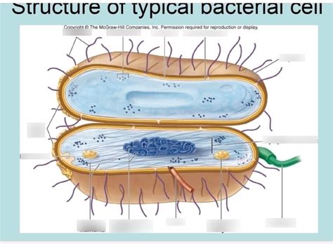 Bacterial Cell Structure