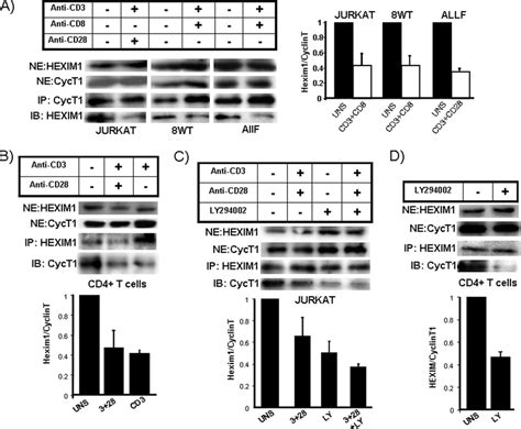 Tcr Signals Negatively Regulate Cyclint1 Hexim1 Interaction A Jurkat Download Scientific