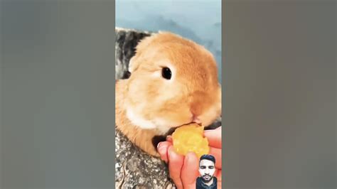 Cute Rabbit Eating💞 💓 Youtube