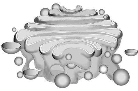 Functions Of The Golgi Body Science Trends