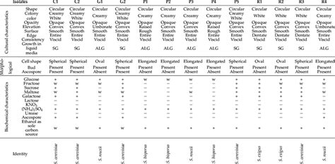Characteristics Of Isolated Yeast Isolates Download Scientific Diagram