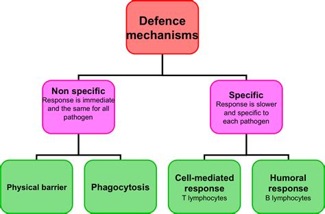 As Biology King Alfreds Academy Defence Systems Miss Timms Tuesday 3rd Dec