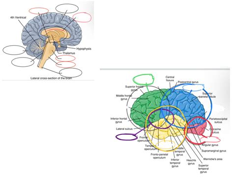 Speech Neuro 2 Diagram Quizlet