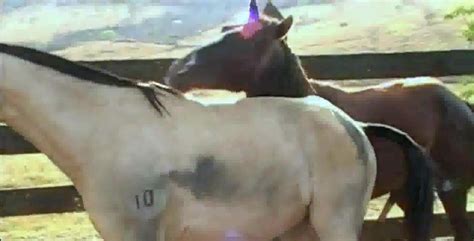 Huge Horse Cock Fucking A Wet Pussy Mare Outdoors