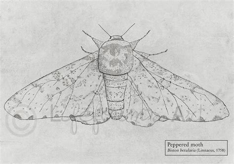 Peppered Moth Fine Art Print Lifeforms Art