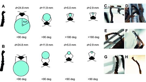 Posture And Leg Conformations Of Both Species On The Different Download Scientific Diagram