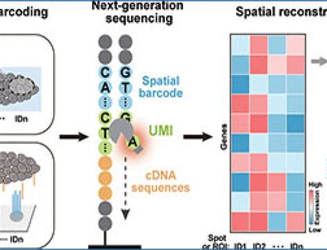 single cell rna sequencing analysis a step by step overview rna seq blog