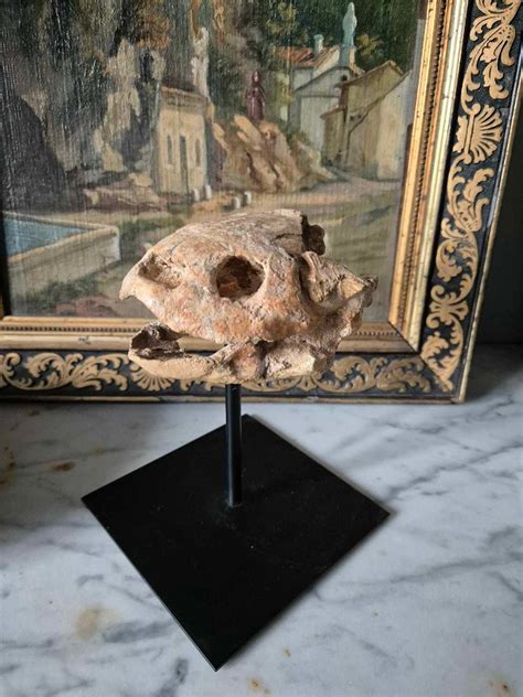 Proantic Fossil Turtle Skull Terminal Cretaceous Maastrichtian Proantic Fossil Turtle Skull Terminal Cretaceous Maastrichtian