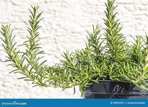 Rosemary Stock Image Image Of Flower Herb Leaves Medicine 38943257