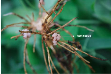 24 Modified Roots Biology Libretexts
