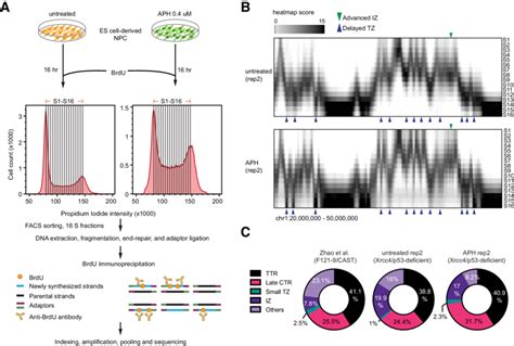 High Resolution Repli Seq Unveils Replication With Precise Temporal