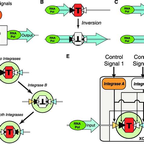 PDF Amplifying Genetic Logic Gates