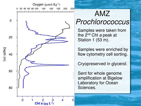Ppt Prochlorococcus Ecotypes Powerpoint Presentation Free Download Id 8729755