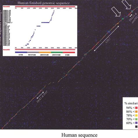 Dot Matrix Comparison Of The Human And Ovine Genomic Sequences The
