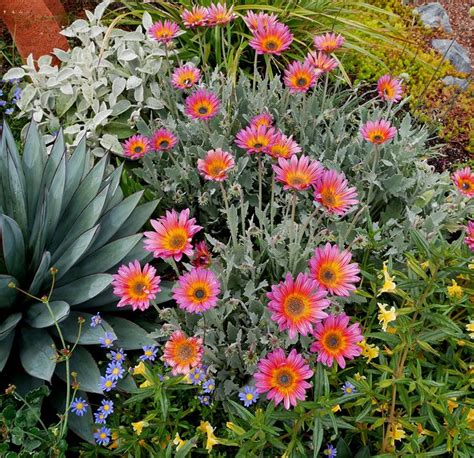 Arctotis Pink Sugar Buy Online At Annies Annuals Showy Flowers