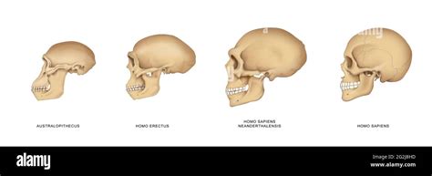 Homo Sapiens Skull Modern Homo Sapiens Prlce