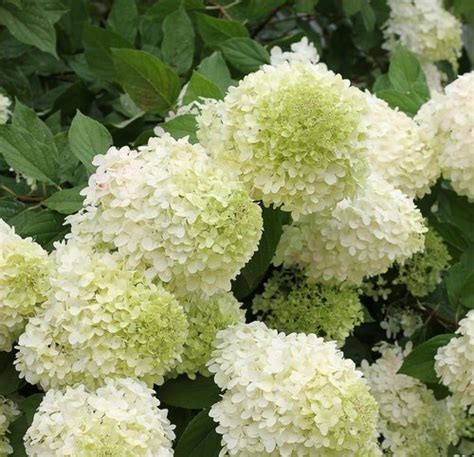 Limelight Hydrangea Care Guide To Planting Pruning And More Garden