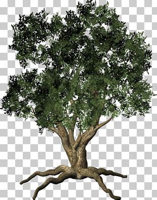 Tree Shrub PNG Clipart Branch Computer Software Digital Image Filename Extension Fruit Nut