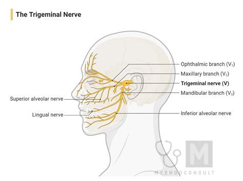 Ophthalmic Nerve Branches Mnemonic