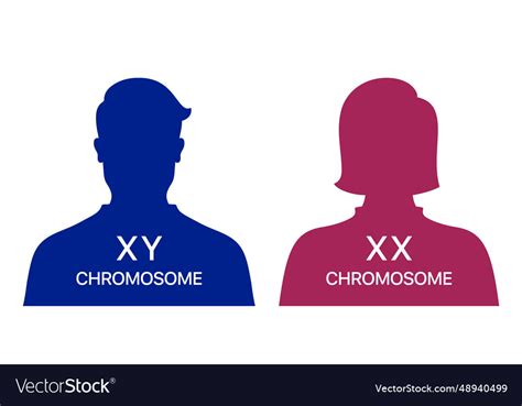 Man And Woman Xx Xy Chromosome Difference Vector Image