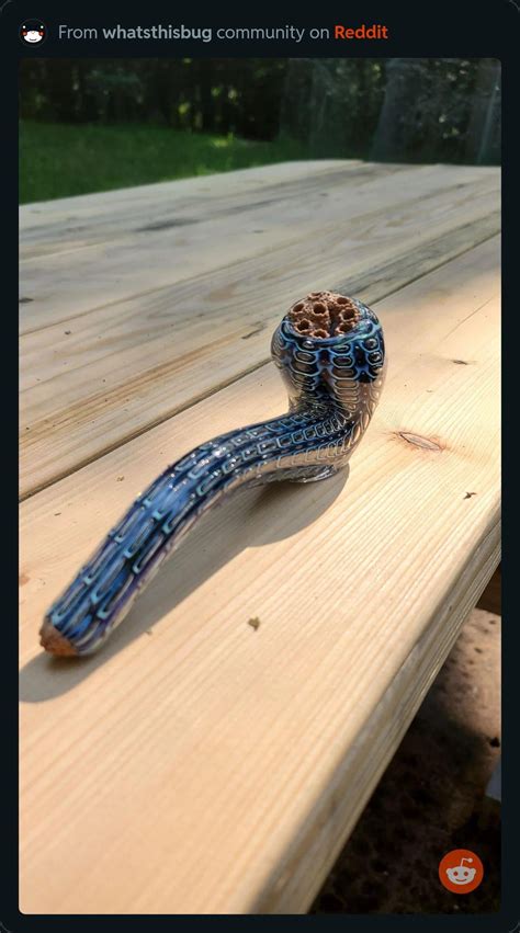 This Pipe Posed To Rwhats This Bug Rtrypophilia