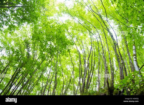 Background With Blur Of Green Natural Tree Stock Photo Alamy