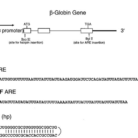 A Physical Map Of The Globin Gene Whose Transcription Is Driven By
