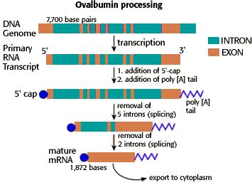 TecnoBio Introns Exons E Splicing Do RNA