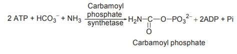 Urea Cycle