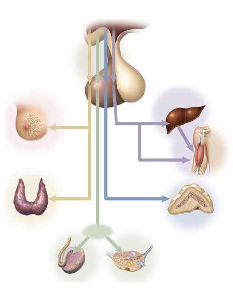 Pituitary Hormone Tracks Diagram Diagram Quizlet