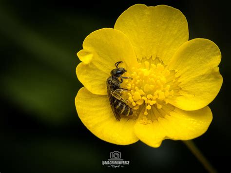 Sleeping Sweat Bee [oc] R Macroporn