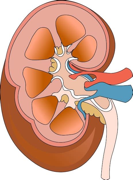 Premium Vector Man Hair Wig Different Color