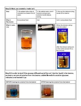 Living Environment Regents Review Diffusion Through A Membrane Required Lab