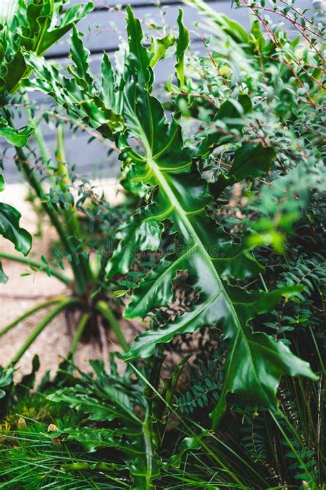 Giant Philodendron Leaves In Australian Backyard With Native Plants
