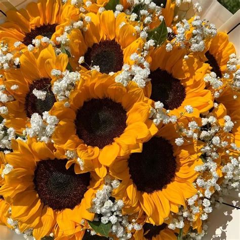 Sunflowers On Tumblr