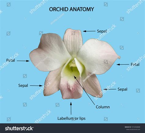 Orchid Anatomy Illustration Structure Orchid Flower Stock Illustration