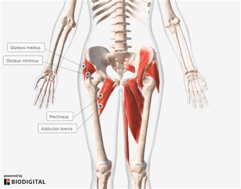 How To Improve Hip Internal Rotation Fix Knee Pain Precision Movement