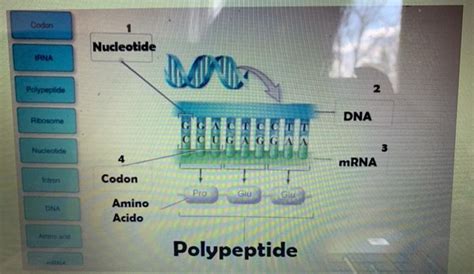 Solved Label The Figure To Show The Relationship Between
