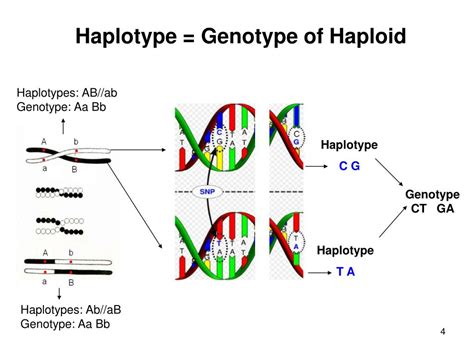 ppt haplotyping algorithms powerpoint presentation free download