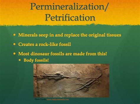 Ppt Fossils Powerpoint Presentation Free Download Id 2161503