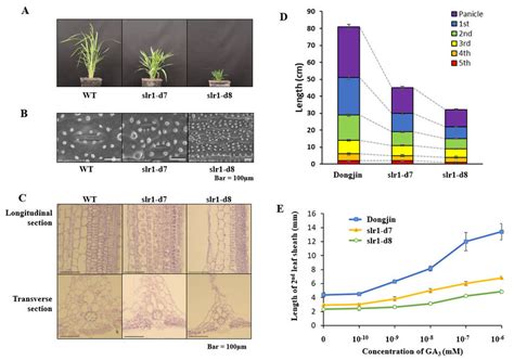 Phenotypic Analysis Of Wild Type Wt And Slr1 Mutant Plants A