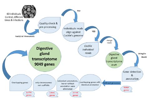 Bioinformatic Pipeline For C Edule Transcriptome Characterization