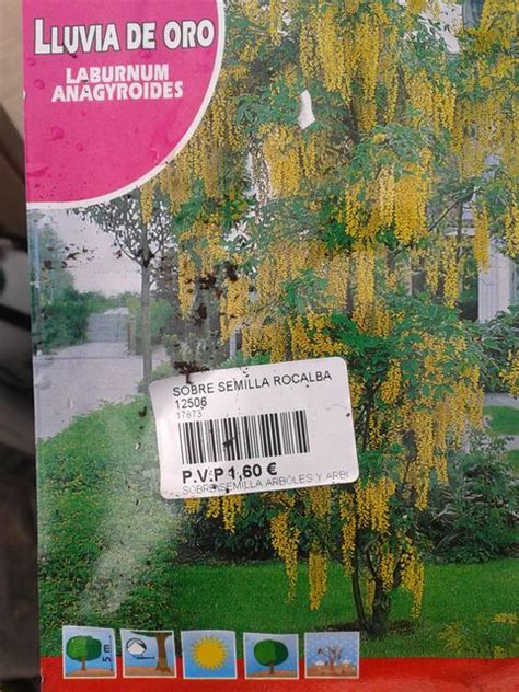 Lluvia De Oro Laburnum Anagyroides