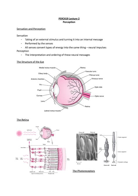 psyc419 lecture 2 notes cp psyc419 lecture 2 perception sensation