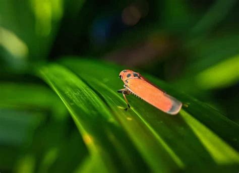 5 Sap Sucking Insects Learn 4 Ways To Kill Tree Vampires