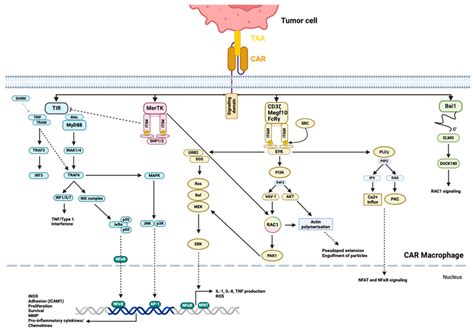 Intracellular Signaling Pathways In Macrophages After Car Activation