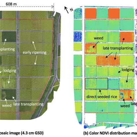 The High Resolution Rgb Orthomosaic Image And The Ndvi Distribution Download Scientific Diagram