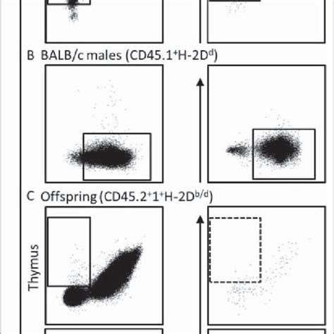 Mating Combination To Detect Maternal Cells In Fetal Organs Wt C57bl6