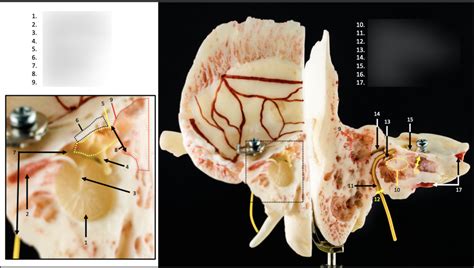 Ear Canal Diagram Quizlet